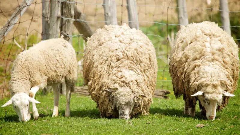 Scrapie cases discovered in Alberta sheep flocks | EverythingGP