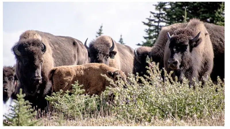 Banff bison relocated to Rocky Mountain House after wandering out of ...