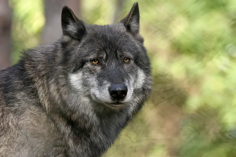 Wisconsin DNR Sets Wolf Harvest At 200 | 104.5 & 96.1 The Point