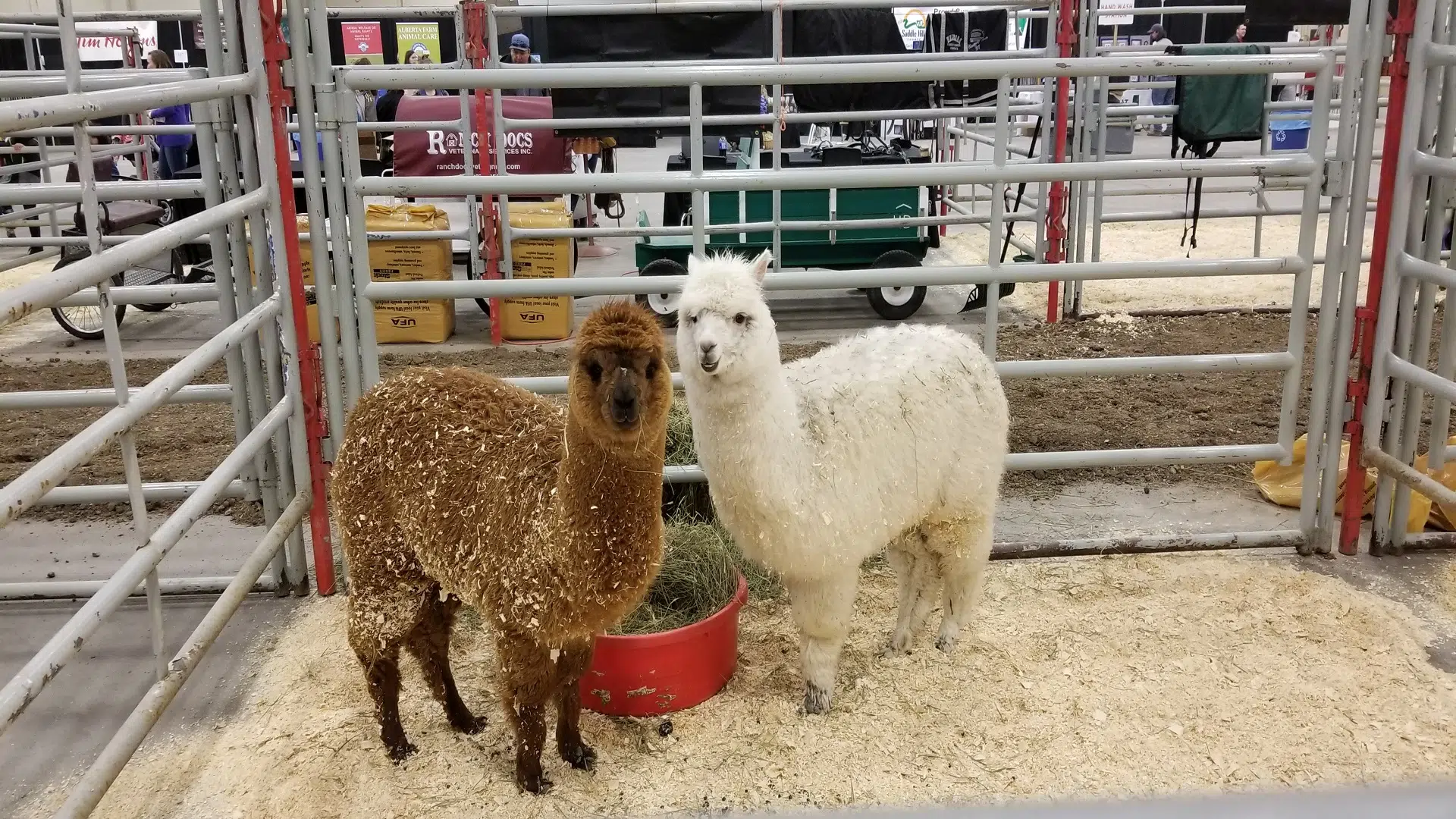 Students learn about agriculture at thirteenth annual Aggie Days ...