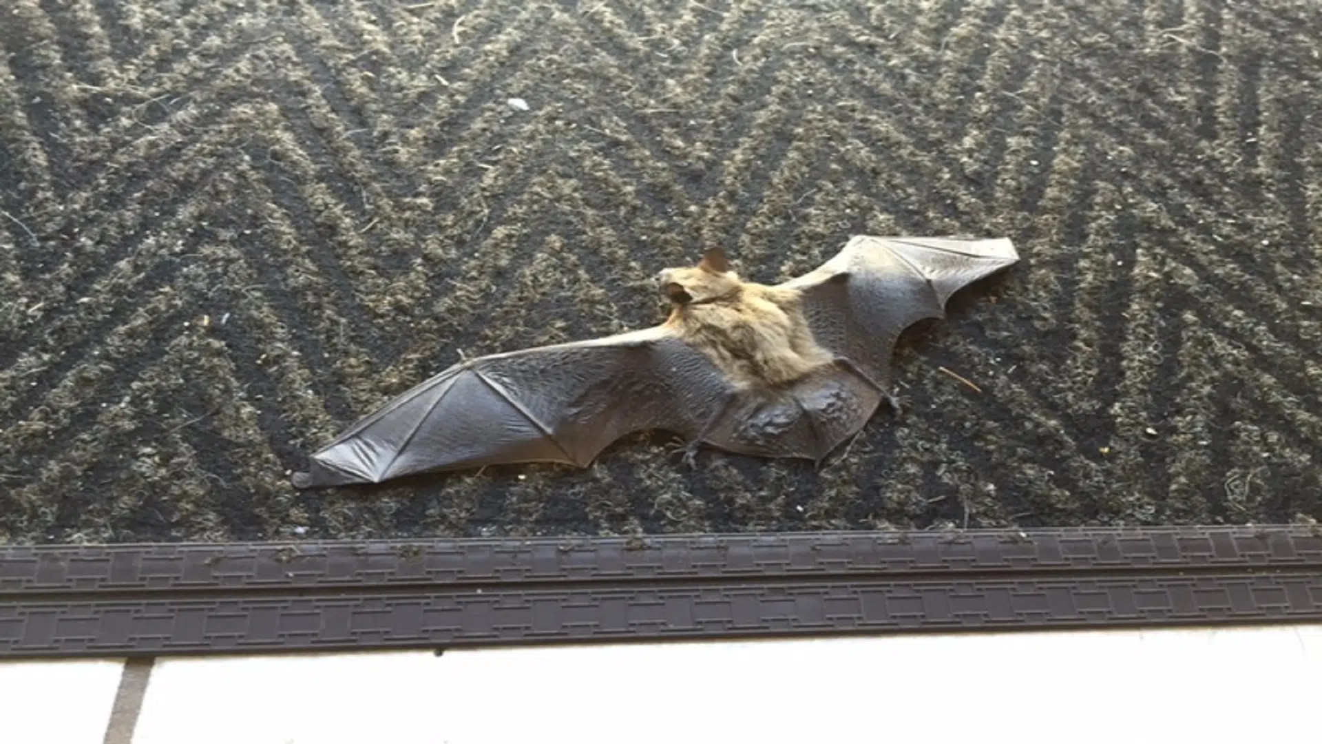 AHS Issues Warning After a Pair of Bat Bites | Lethbridge News Now