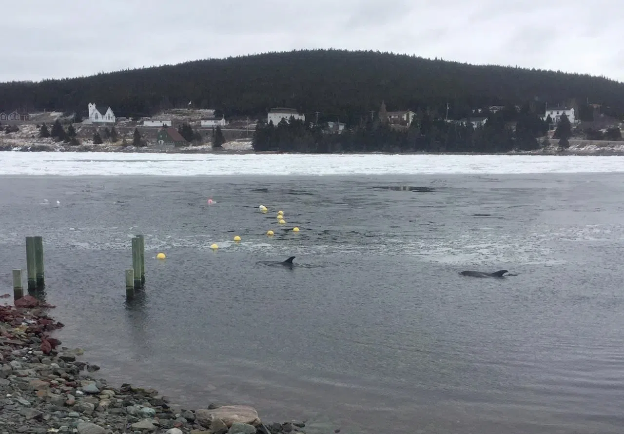 Excavator frees dolphins trapped by pack ice in Newfoundland harbour ...