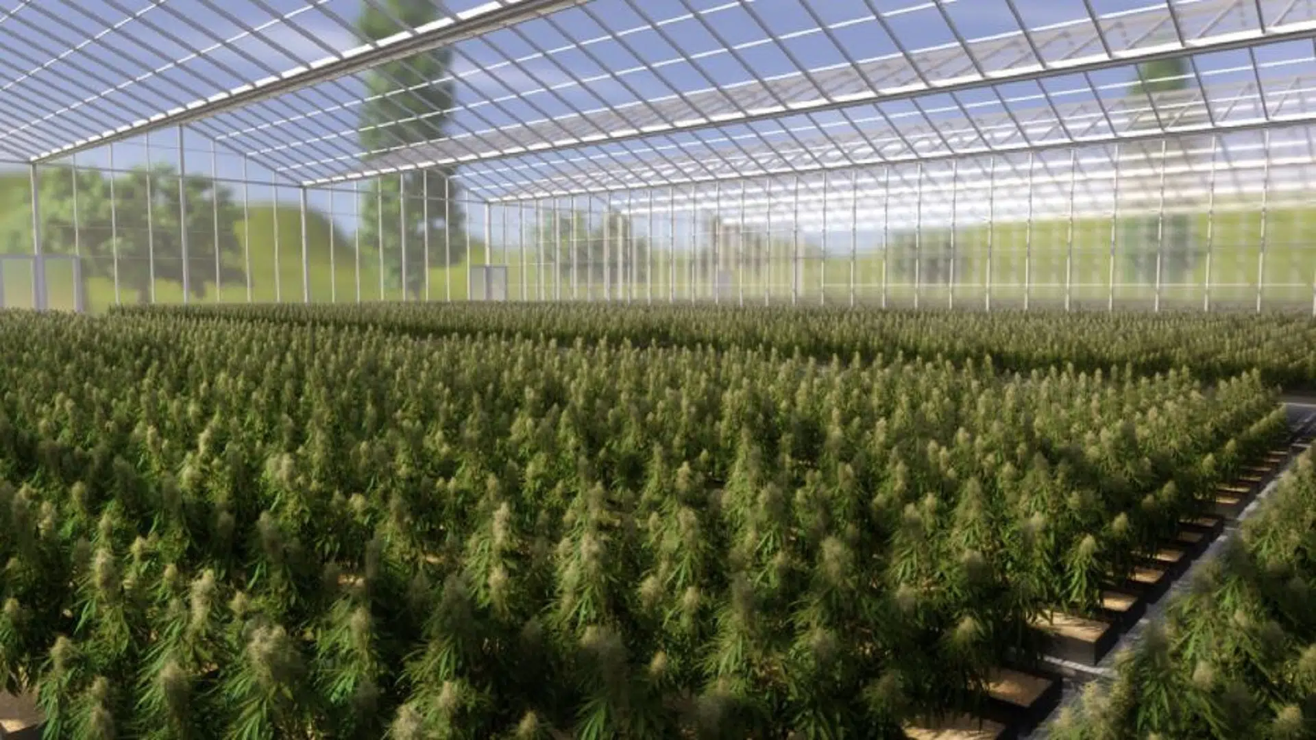 Massive cannabis production facility coming to Lethbridge’s Sherring ...