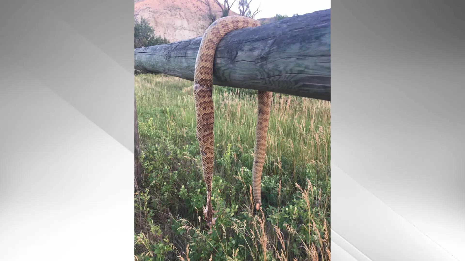 Public shocked by photo of dead, hanging rattlesnake | Lethbridge News Now