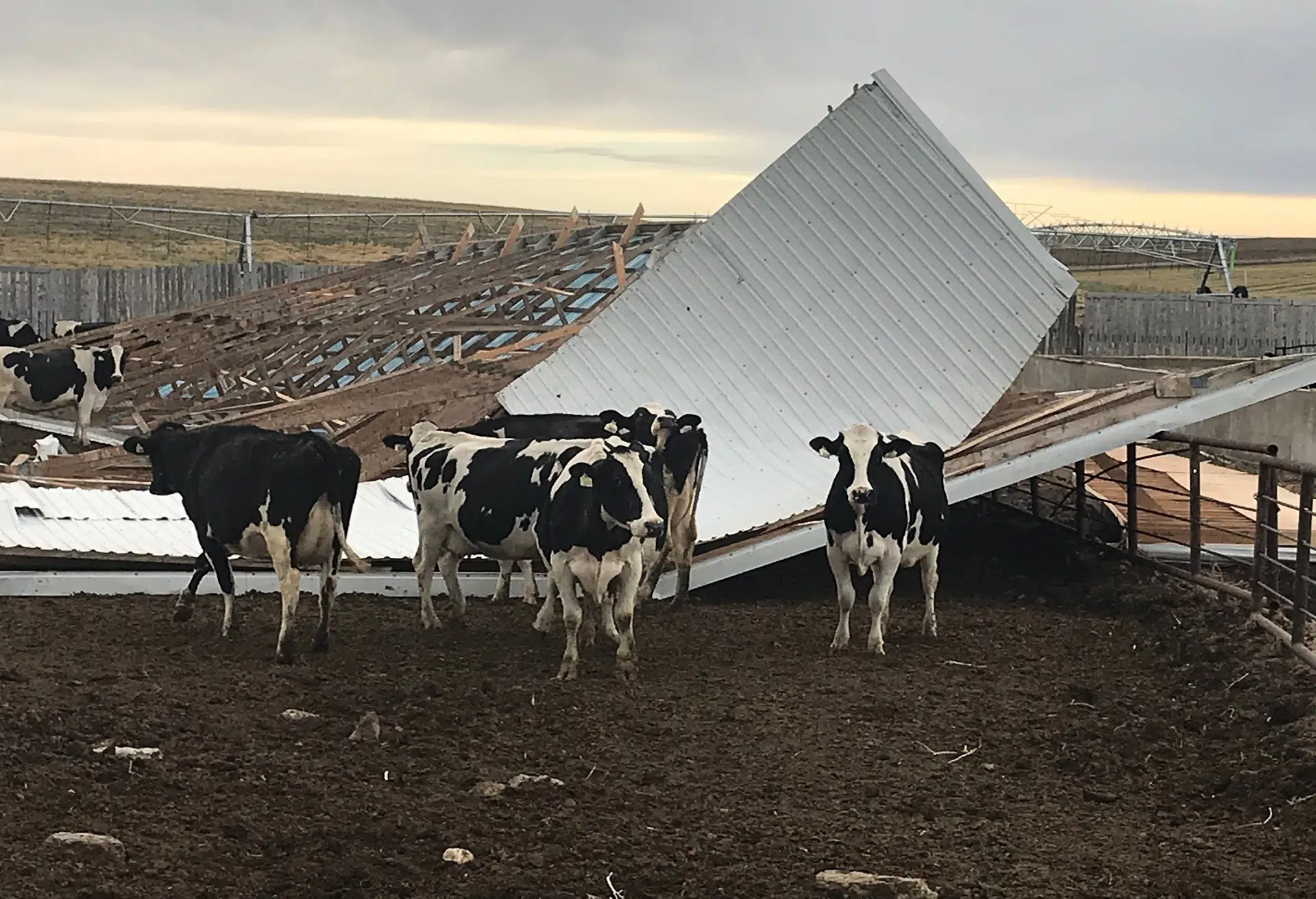 Dairy farm badly damaged during Tuesday’s windstorm *CAUTION-GRAPHIC ...