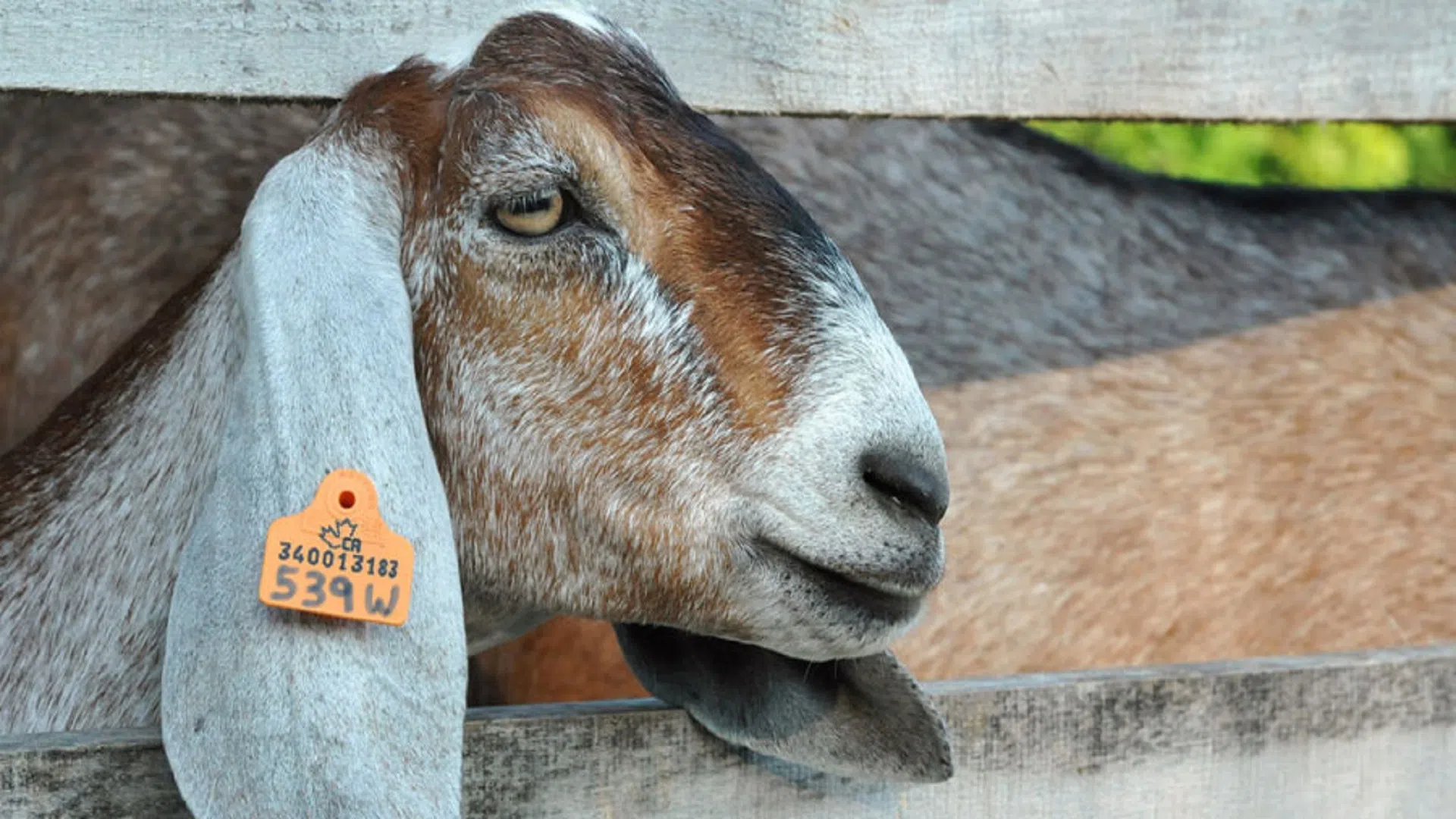 New Animal ID and traceability regulations to include sheep and goats ...