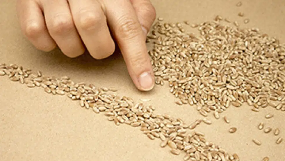 Grain grading and variety designation changes take effect on August 1 ...