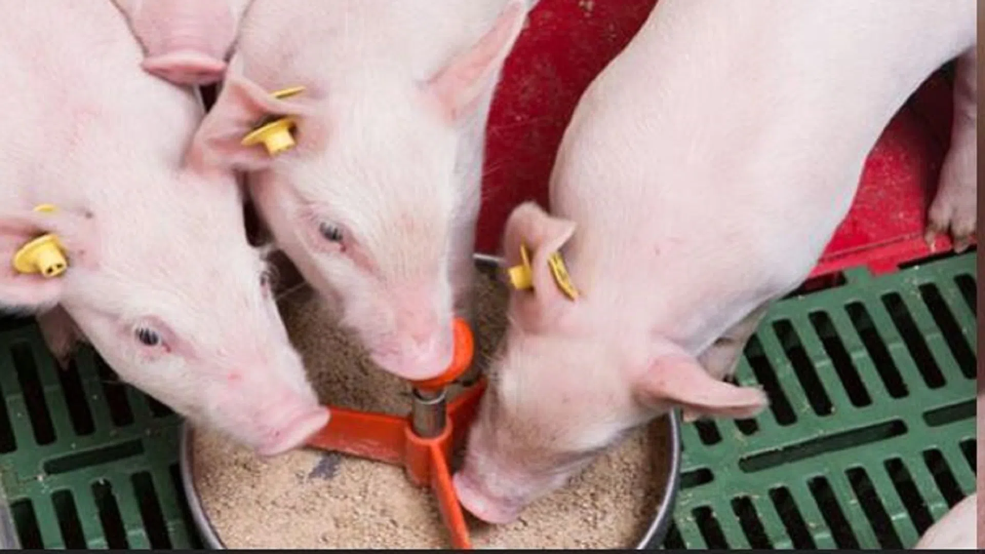 Agriculture and Agri-Food helps improve swine health surveillance ...