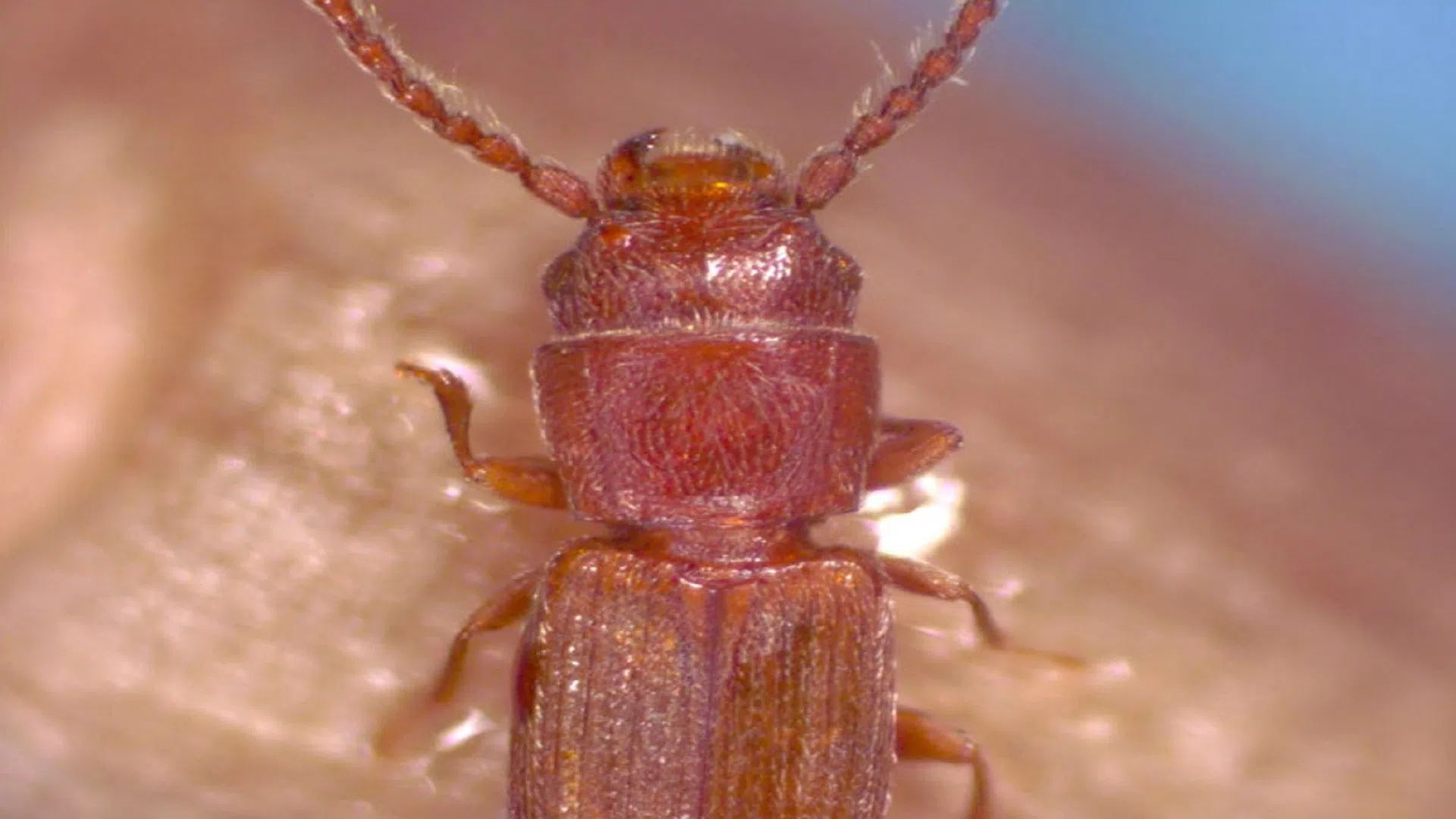 Insects infiltrating stored Cereal Grain Bins | Lethbridge News Now