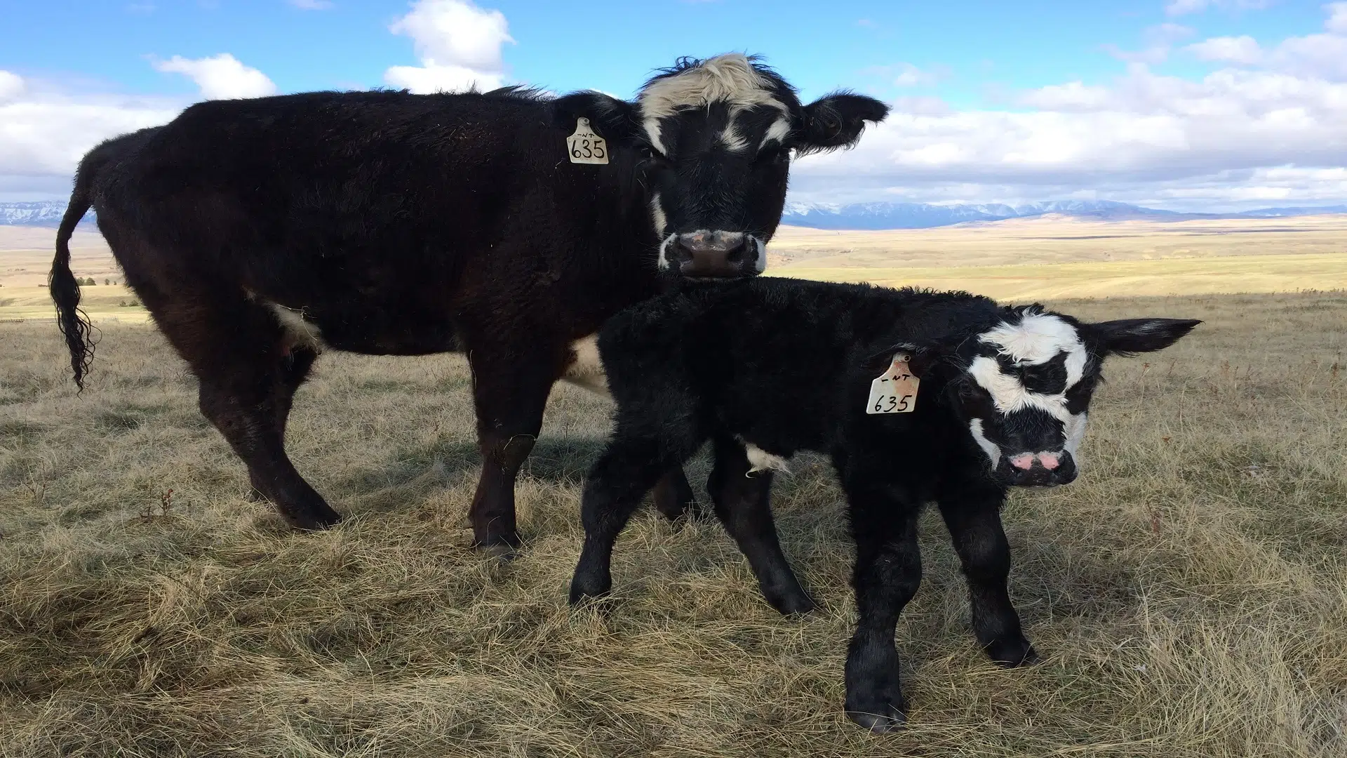 Cow-Calf surveys show many changes in the industry | Lethbridge News Now