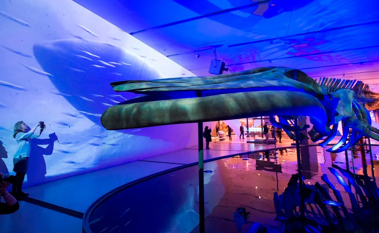 Majestic display: massive Newfoundland blue whale makes its Toronto ...