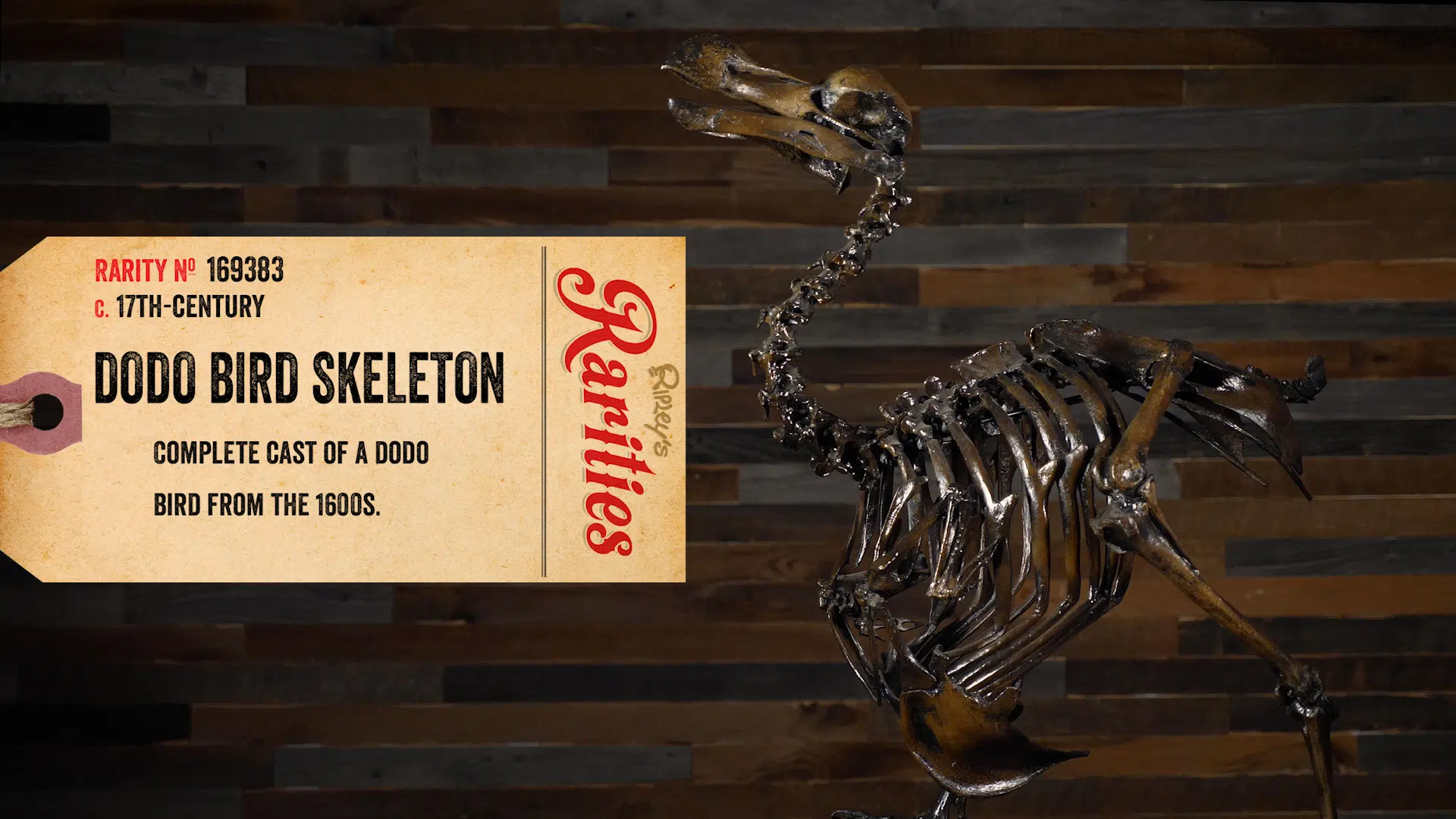 Dodo Birds Are Even Harder To Find Than You Think | CFJC Today Kamloops