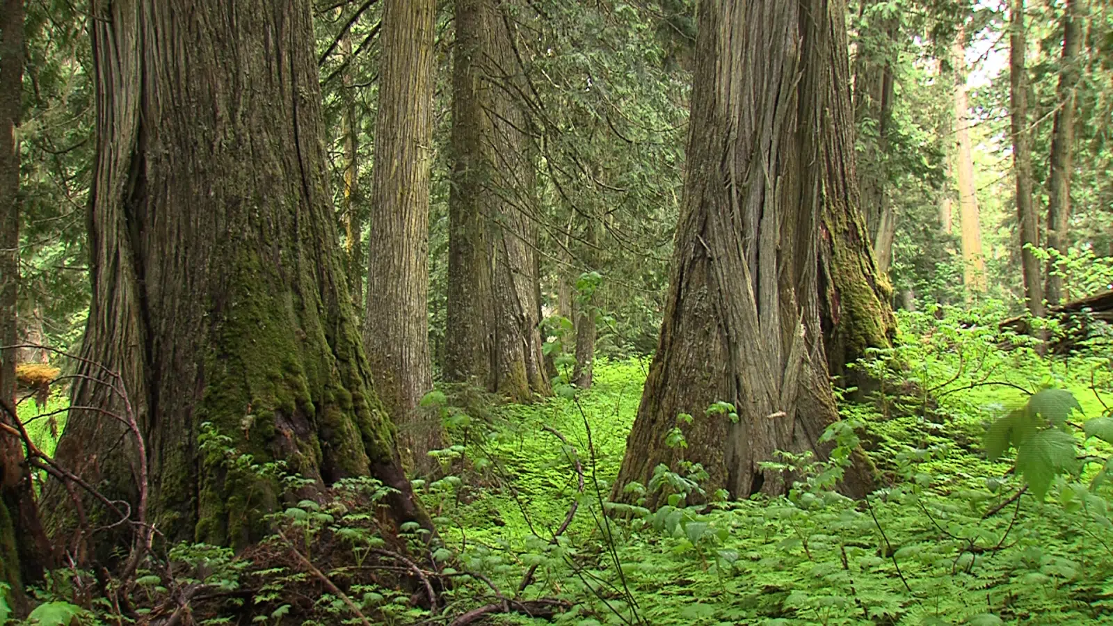 Ancient Forest to receive B.C. Park status | CFJC Today Kamloops