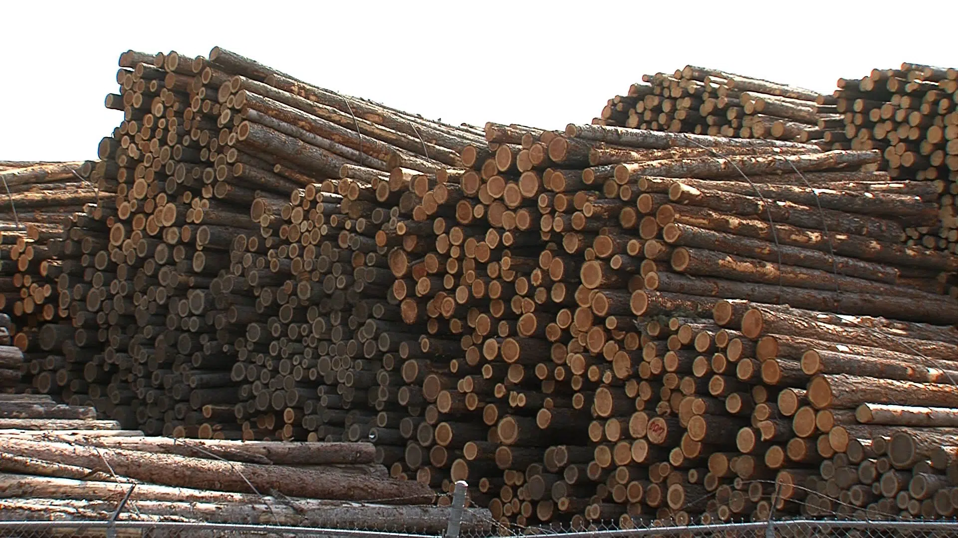 Merritt mayor upset Tolko keeping forest license despite leaving | CFJC ...