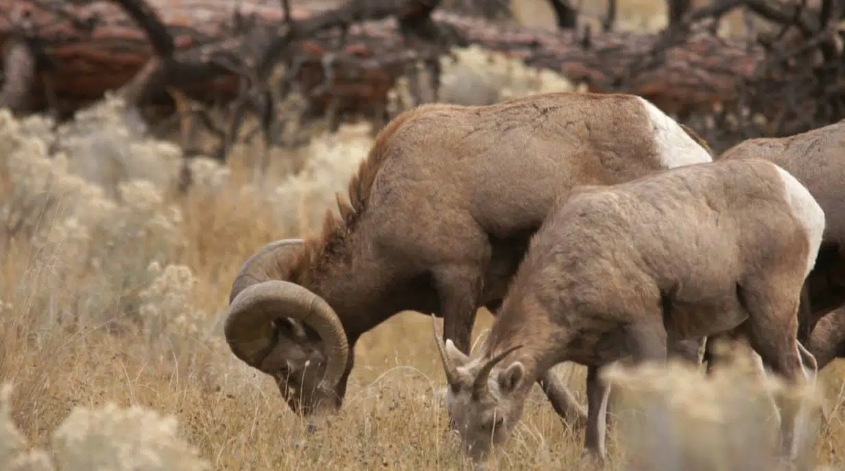 Big-horned sheep ready for mating season | CFJC Today Kamloops