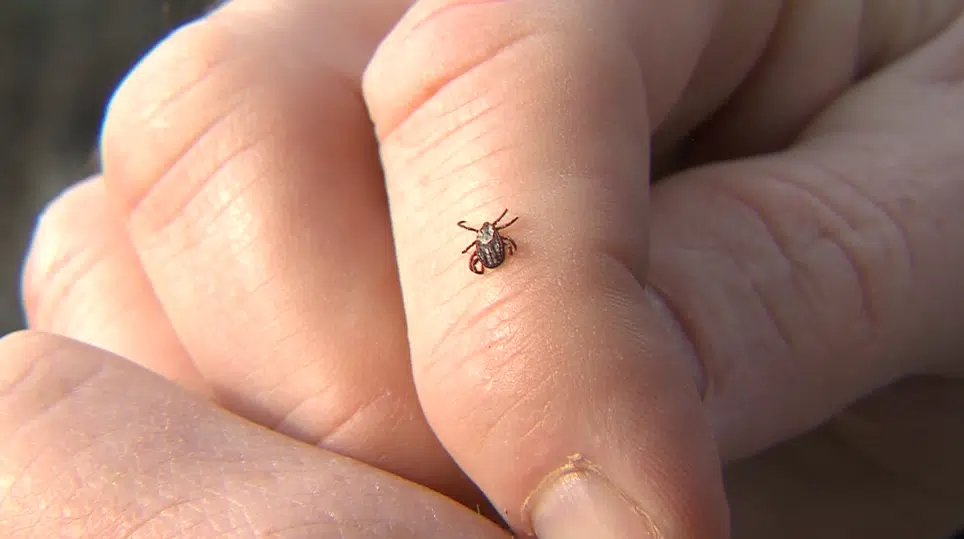 Ticks active in the Southern Interior | CFJC Today Kamloops