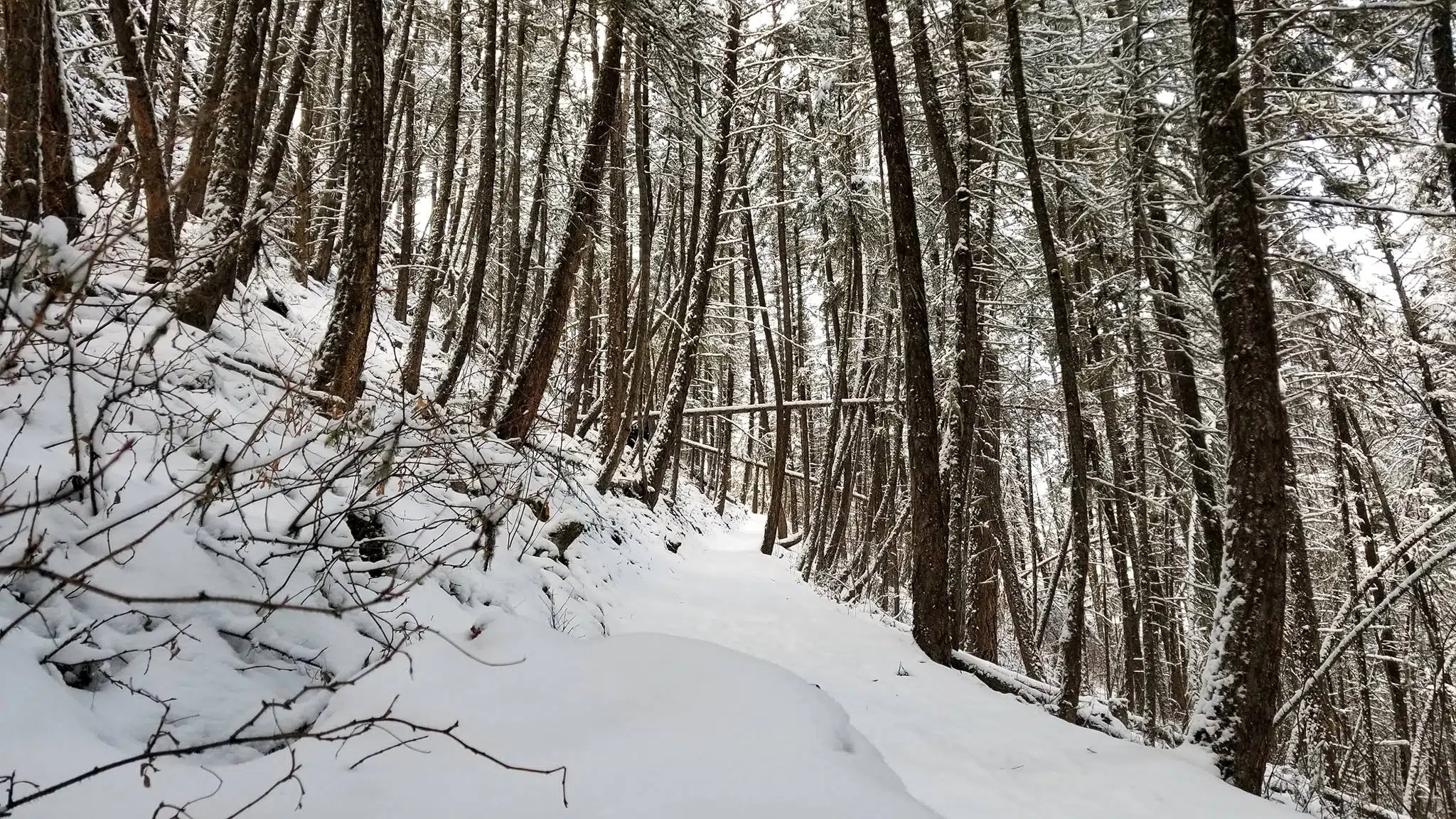 First look at BC Interior snowpack in 2019 shows near-normal levels ...