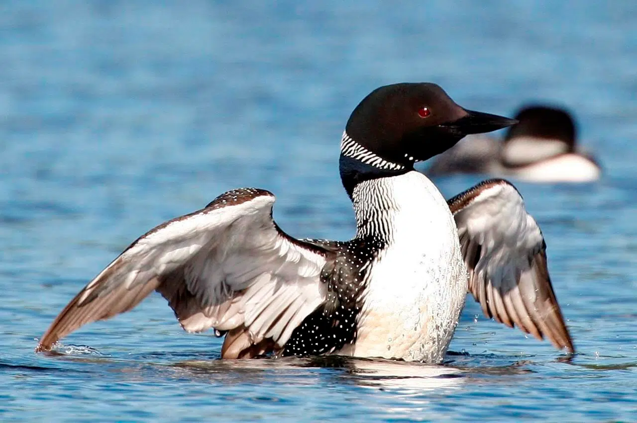 Canadians pick common loon as favourite to become country’s national ...