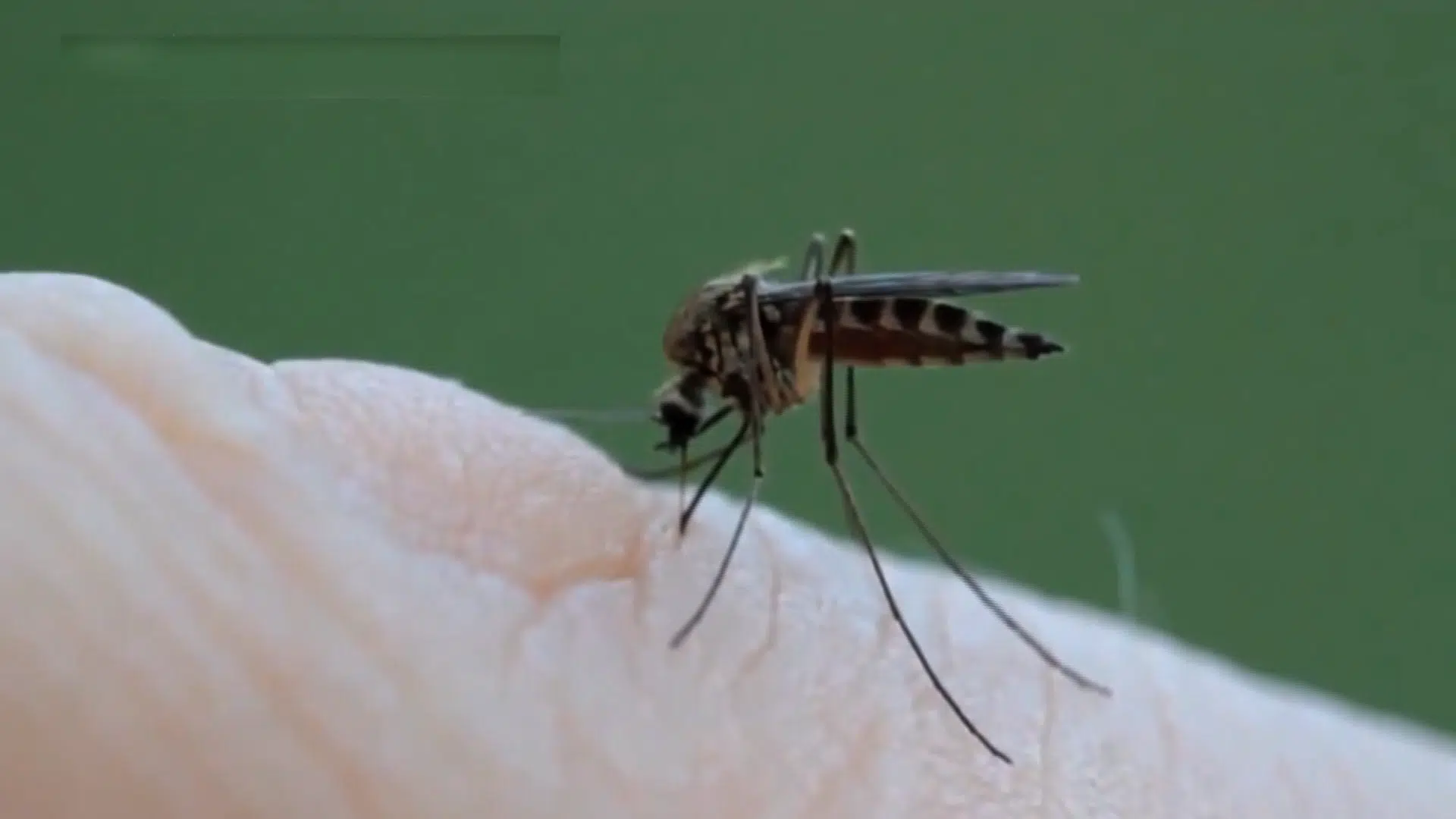 Swarms of mosquitoes emerging early in the season | CFJC Today Kamloops