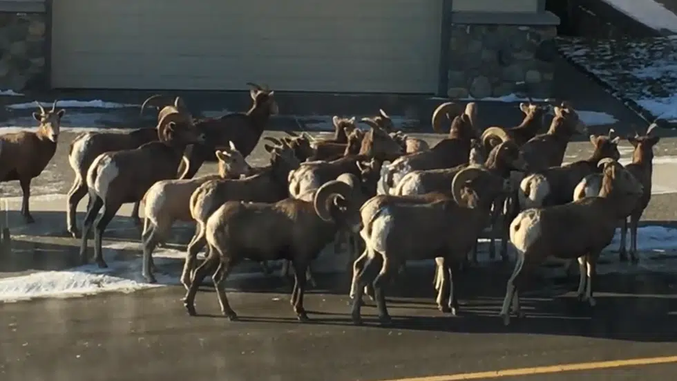 “Sheep street gang” video goes viral | CFJC Today Kamloops