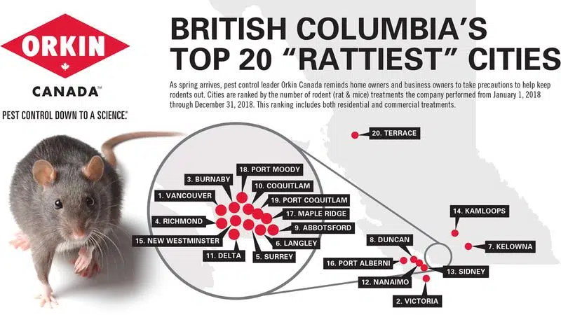 ROTHENBURGER – When are we going to do something about the rat invasion ...