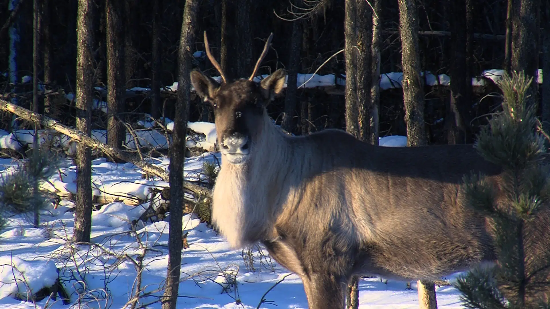 Two Caribou shot and killed at Kennedy Siding | CKPGToday.ca