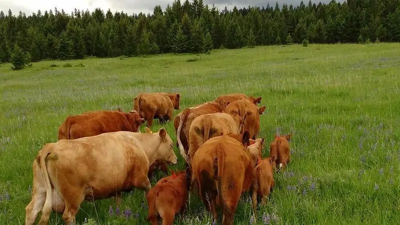 Cows joining in on wildfire fight in B.C. | CKPGToday.ca