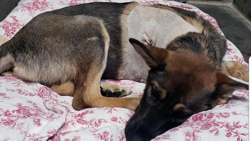 Dog suffers severe injuries after falling out of back of truck ...