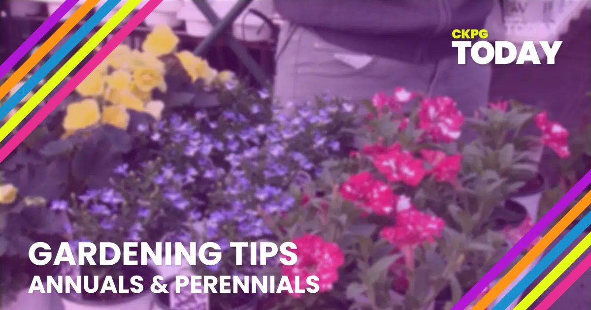 Planting your garden with perennials and annuals | CKPGToday.ca