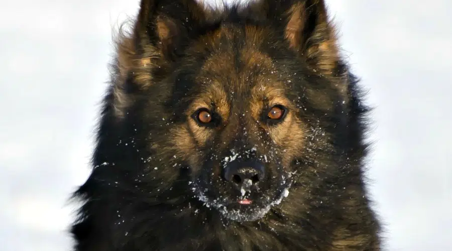 Back-to-back bites: Nanaimo RCMP K9 nails more prolific criminals ...