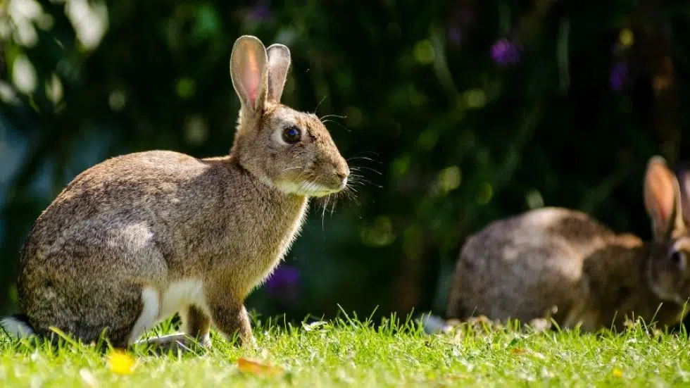 Confusing and concerning deadly rabbit virus returns to mid-Island ...