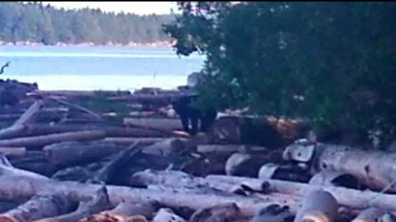 ‘It’s extremely rare:’ bear roams Protection Island | NanaimoNewsNOW ...