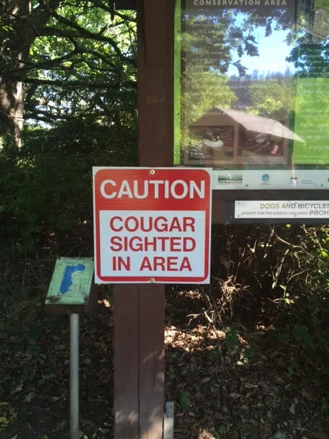 Cougar sightings up in Nanaimo, but Conservation not concerned ...