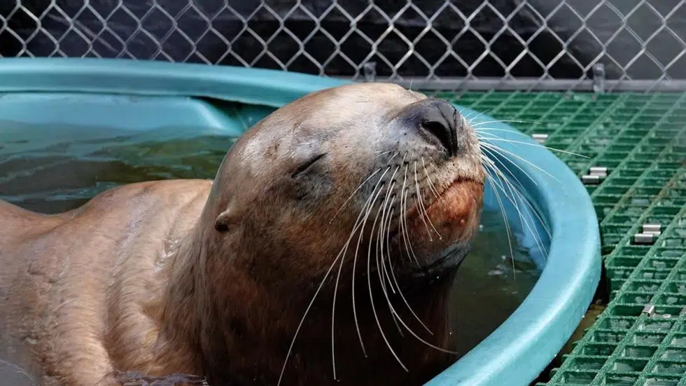 Rescue in the works for B.C. sea lion with thick plastic band around ...