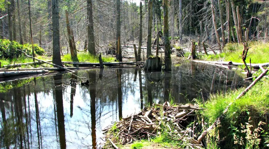 City buys land to add 50 acres to Linley Valley Park | NanaimoNewsNOW ...