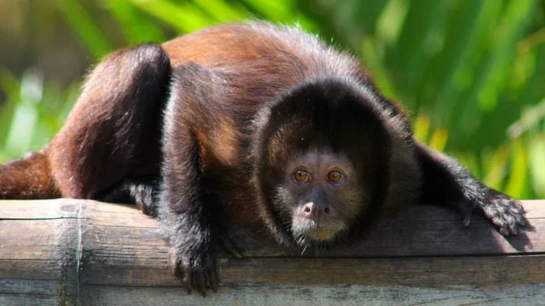 Monkey lost since Saturday on Vancouver Island continues to evade ...