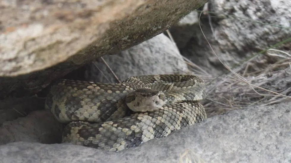 Scientists trying to save B.C.’s western rattlesnakes from becoming ...