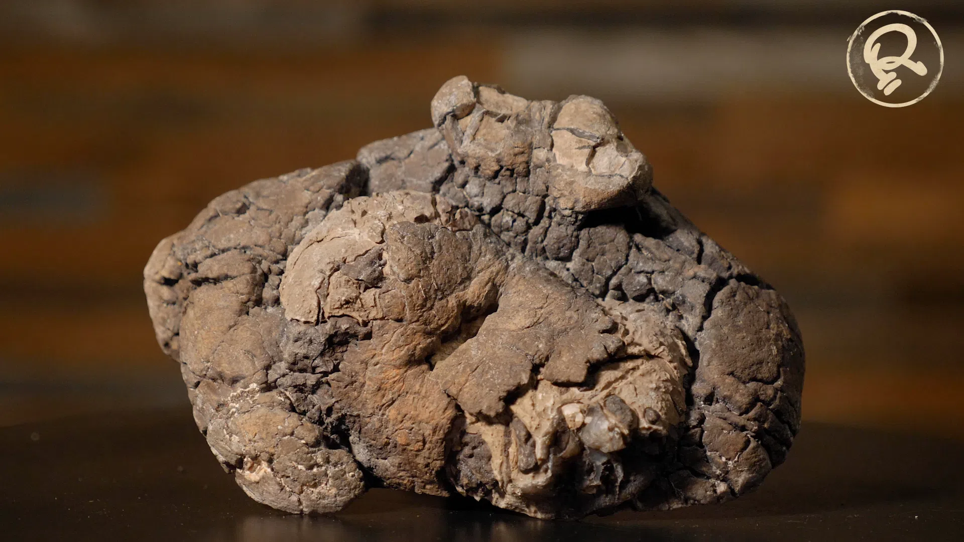 126-Million-Year-Old Fossilized Dinosaur Dung | CHAT News Today