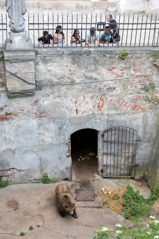 Crocodile Moats Are Fiction, But Bear Moats Are Not | CHAT News Today