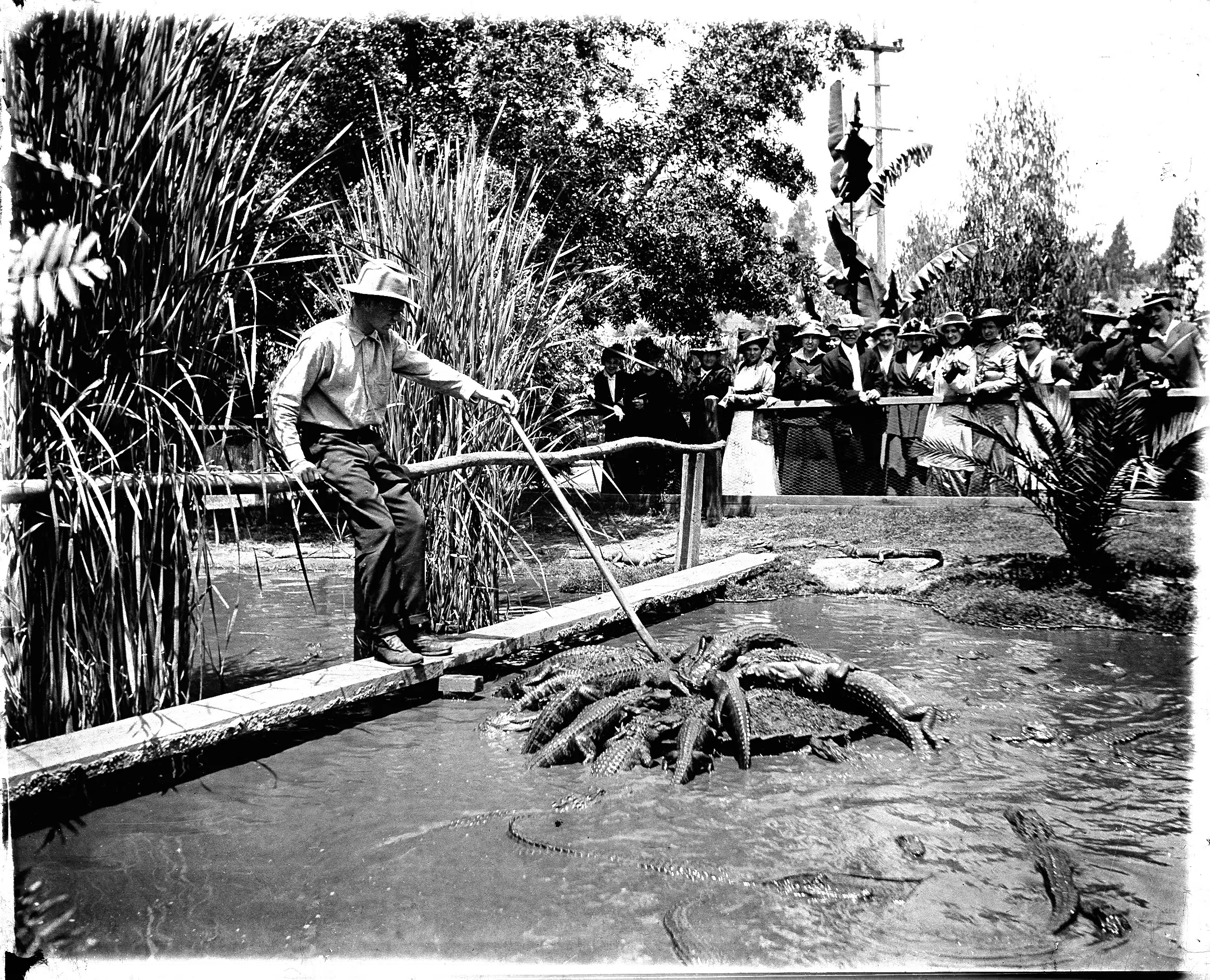You Could Casually Ride An Alligator In the 1900s At This California ...