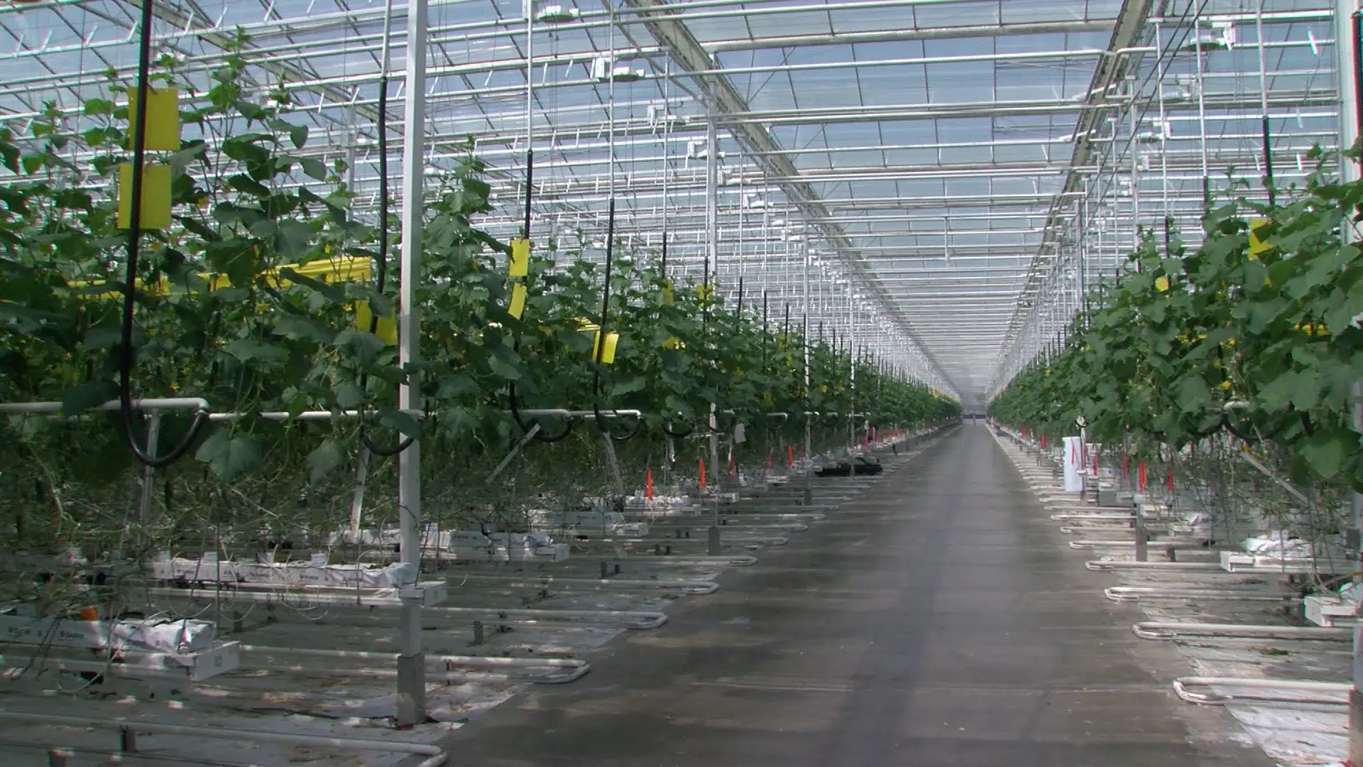 Big Marble Farms announces expansion | CHAT News Today