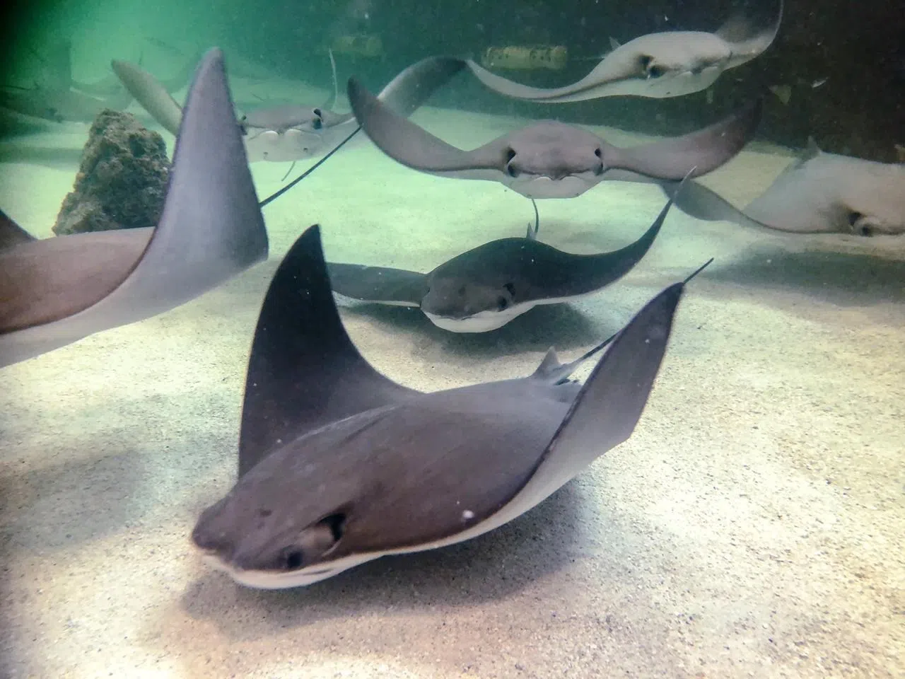 Randy rays: Aggressive mating behaviour closes stingray exhibit at ...