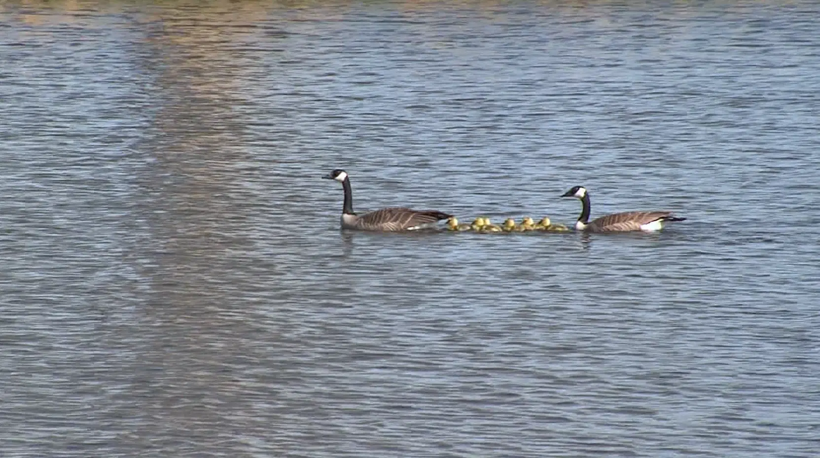 Bylaw reminding people to leave animals alone | CHAT News Today