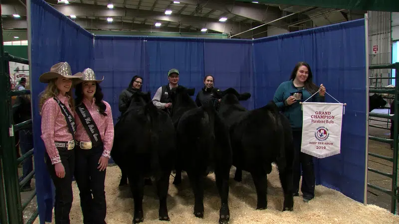 2019 Beef Pen Show one of the biggest for event | CHAT News Today
