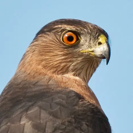 Big Show Funny Story: WGLR News Director Mark Evenstad pulls a ‘Randy ...