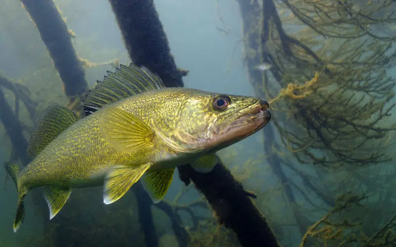 Mille Lacs walleye fishing returns to catch-and-release only | KNOX ...