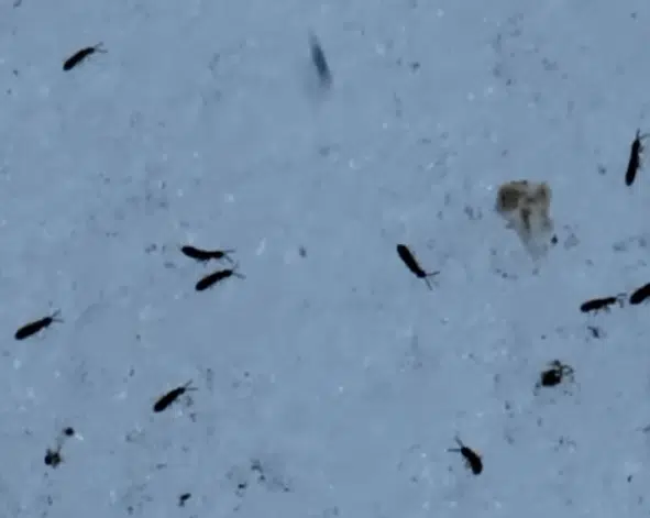 What are Snow Fleas? | Lakes Area Radio