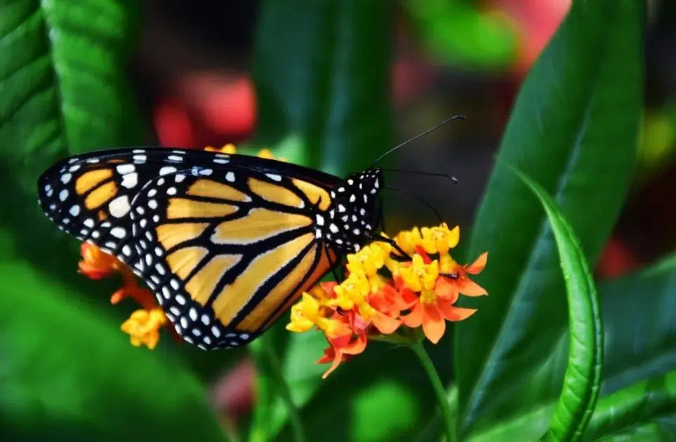 Minnesota Butterfly now Listed as Endangered | Lakes Area Radio