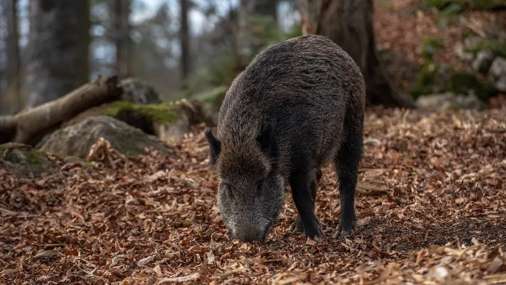 Arkansas Hires Coordinator For Feral Hog Eradication Efforts ...