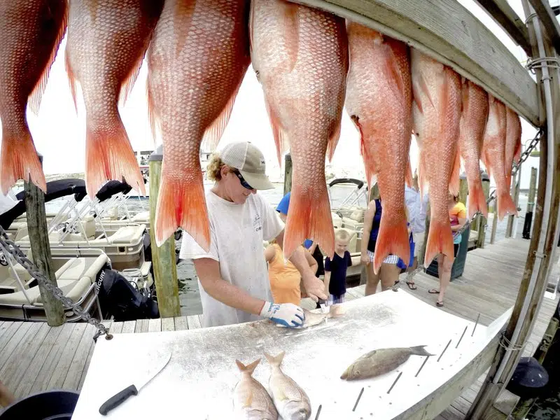 Mississippi Recreational Red Snapper Season May 22-July 12 ...